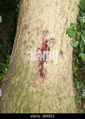 Resin / sap on the side of a tree. The sap has caught the light in an ...