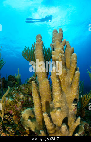Pillar coral,Dendrogyra cylindricus is a hard coral order Scleractinia ...