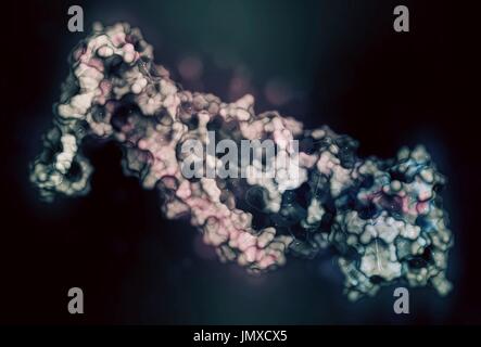Troponin, 3D rendering: structure of the human cardiac troponin core ...