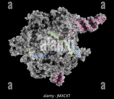 Structure of Streptococcus pyogenes Cas9 in complex with guide RNA ...