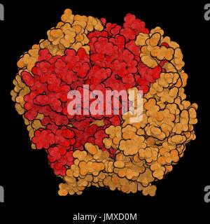 Gamma-glutamyltranspeptidase 1 (GGT 1, gamma-GT, gamma-glutamyl ...