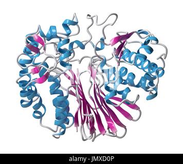 Gamma-glutamyltranspeptidase 1 (GGT 1, gamma-GT, gamma-glutamyl ...