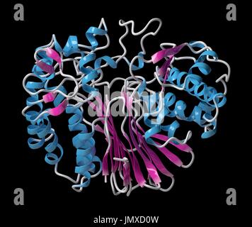 Gamma-glutamyltranspeptidase 1 (GGT 1, gamma-GT, gamma-glutamyl ...