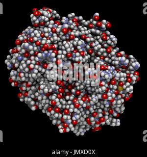 Gamma-glutamyltranspeptidase 1 (GGT 1, gamma-GT, gamma-glutamyl ...
