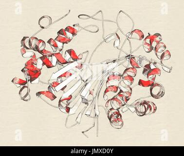 Gamma-glutamyltranspeptidase 1 (GGT 1, gamma-GT, gamma-glutamyl ...