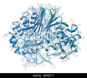 Gamma-glutamyltranspeptidase 1 (GGT 1, gamma-GT, gamma-glutamyl ...