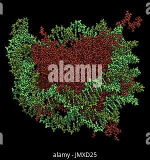 Nucleosome, molecular model. The nucleosome consists of a DNA double ...