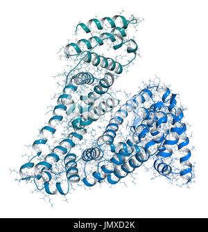 Human serum albumin protein, 3D rendering. Atoms are represented as ...