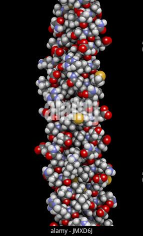 Keratin intermediate filament. Protein that is one of the main ...