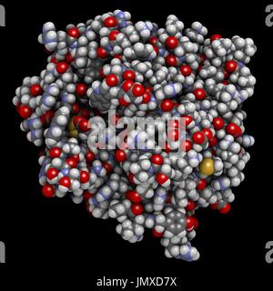 Thrombin blood-clotting enzyme (bovine). Key protein in the blood ...