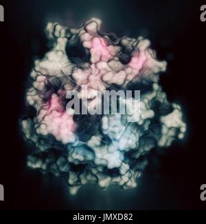 Structure of thrombin blood-clotting enzyme: Human alpha-thrombin ...