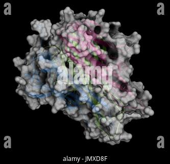 Tumour necrosis factor alpha (TNF) cytokine protein molecule ...