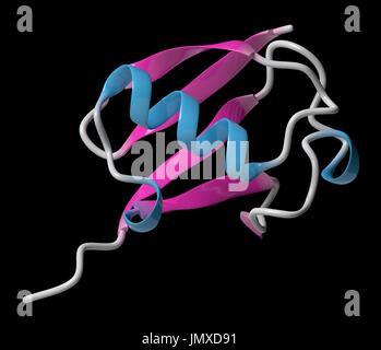 Ubiquitin protein molecule, chemical structure. Ubiquitin is a ...