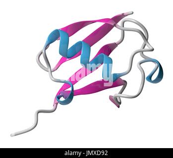 Ubiquitin protein molecule, chemical structure. Ubiquitin is a ...
