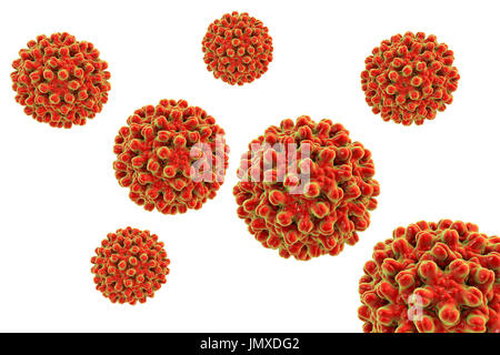 Hepatitis B viruses, a species of the genus Orthohepadnavirus, which is ...