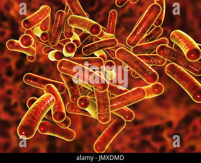 Shigella bacteria, computer illustration. Shigella sp. are Gram ...