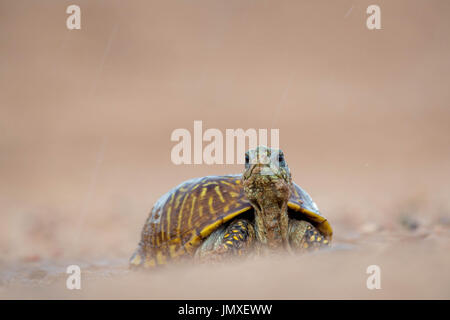 Female Desert Box Turtle, (Terrapene ornate luella), nesting. Bosque ...