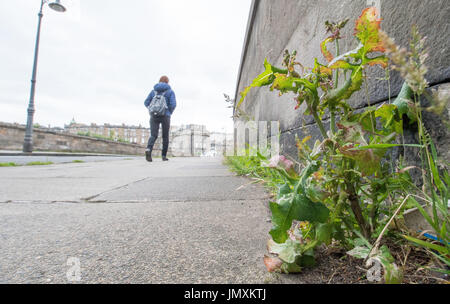 Picture: weeds, Edinburgh council, pavement, overgrown Stock Photo - Alamy