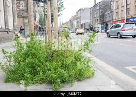 Picture: weeds, Edinburgh council, pavement, overgrown Stock Photo - Alamy