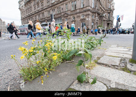 Picture: weeds, Edinburgh council, pavement, overgrown Stock Photo - Alamy