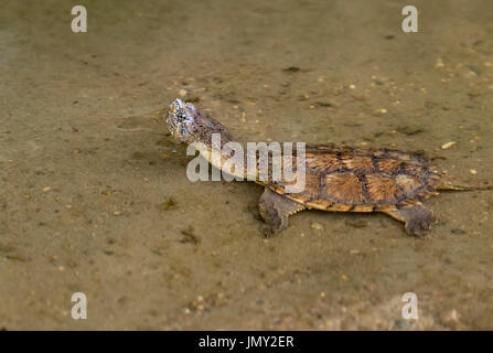 Juvenile snapping turtle - Chelydra serpentina Stock Photo - Alamy
