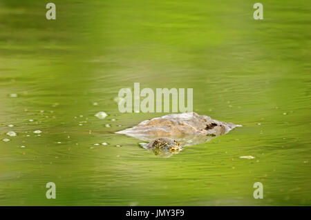 Indian Flapshell Turtle, Keoladeo Ghana national park, Rajasthan, India ...