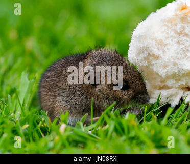 Common vole eating bread Stock Photo - Alamy