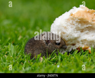 Field Vole Microtus agrestis Eating Red Apple Stock Photo - Alamy