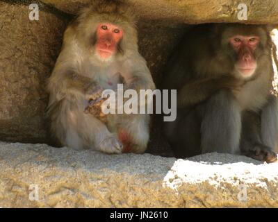 Japanese Macaque holding and chewing foot Stock Photo - Alamy