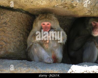Japanese Macaque holding and chewing foot Stock Photo - Alamy