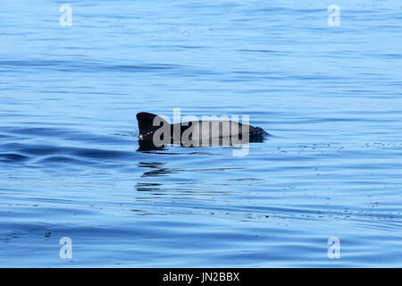 Heaviside’s Dolphin or Haviside's Dolphin (Cephalorhynchus heavisidii ...