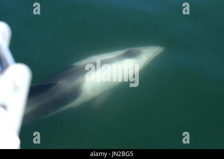 Heaviside's Dolphin (Cephalorhynchus heavisidii), dolphin jumps out ...