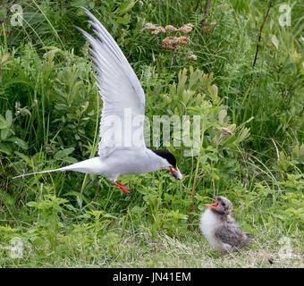 An Arctic Tern feeds its chick a fish Stock Photo - Alamy