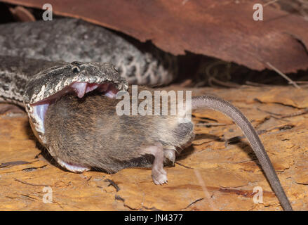 Death Adder Fangs Stock Photo - Alamy