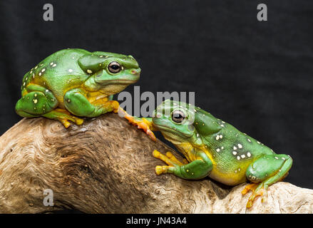 Magnificent Tree Frog Stock Photo - Alamy