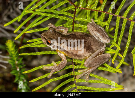 screaming tree frog (Litoria quiritatus Stock Photo - Alamy