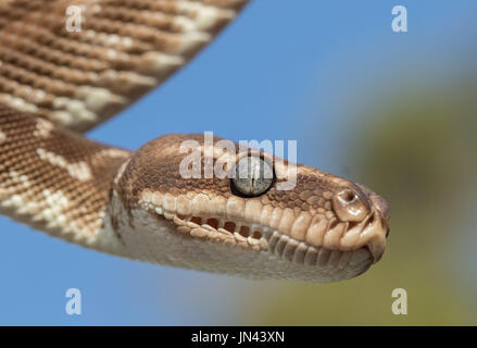 Rough-scaled python Morelia carinata, Australia snakes snake Stock ...