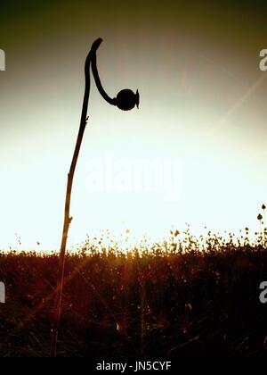Bended stalk of poppy seed. Evening field of poppy heads waiting for ...