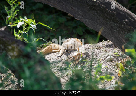 Yellow mongoose - sleeping / Cynictis penicillata Stock Photo - Alamy