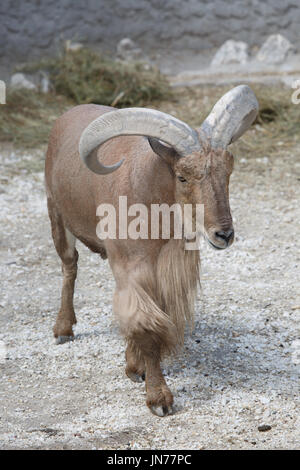 Texas wild Aoudad or Barbary sheep ram Stock Photo - Alamy