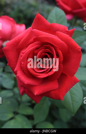 Big red rose single flower isolated on white background with clipping ...