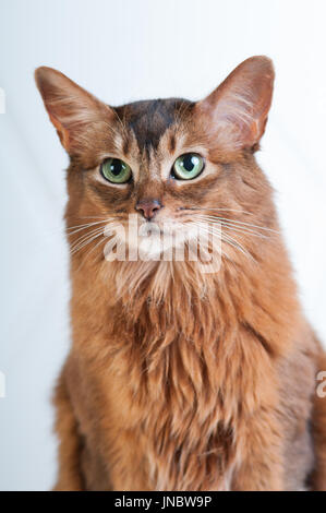 Somali cat ruddy color portrait at sudio Stock Photo - Alamy