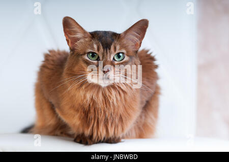 Somali cat ruddy color portrait at sudio Stock Photo - Alamy