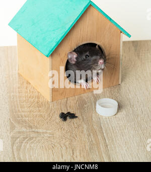 Gray rat peeps out of a wooden house Stock Photo - Alamy