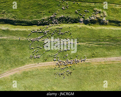 An aerial view of sheep on farm in New Zealand Stock Photo - Alamy