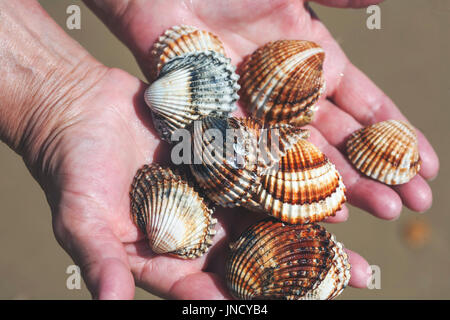 Hands full of sea shells Stock Photo - Alamy