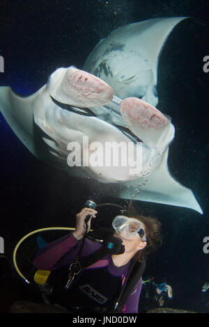 Underwater photography, night dive with manta ray in Maldives Stock ...