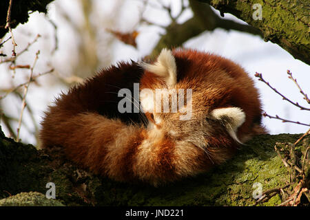 A closeup of a cute sleeping red panda lying on a wooden surface Stock ...