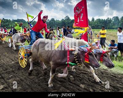 Jembrana, Bali, Indonesia. 30th July, 2017. Teams of water buffalo ...