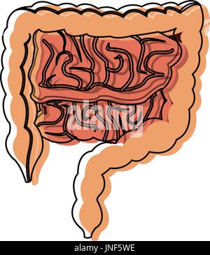 Human intestines in digestive system infographic. Large and small ...